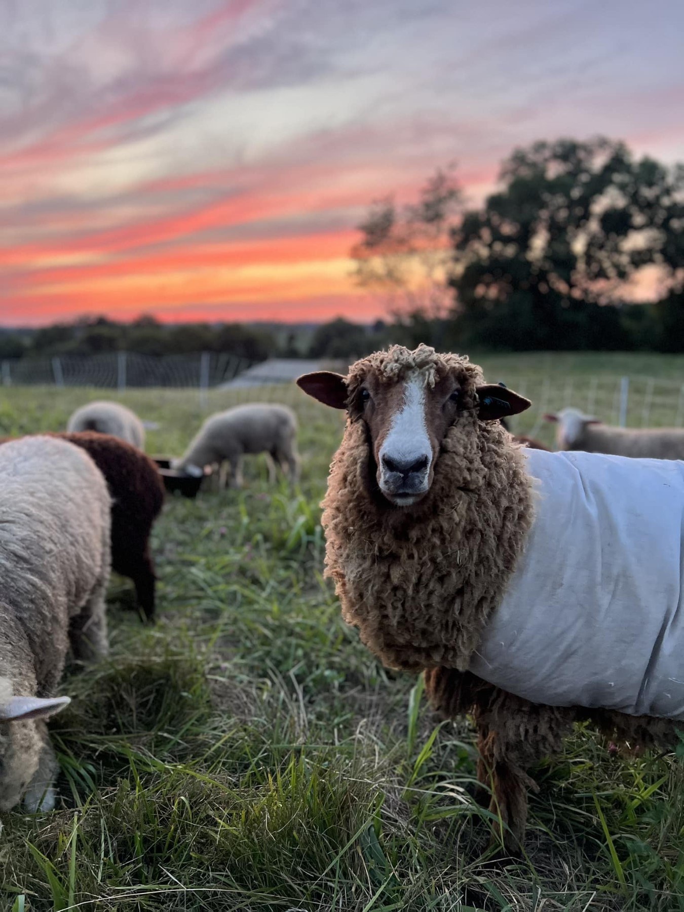 National Ag Day Farm Interviews - Carroll County Grown